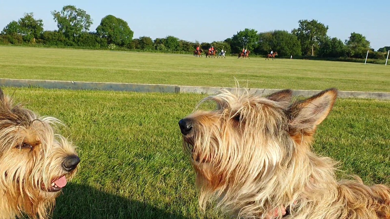Contact the Club – PICARDY SHEEPDOG